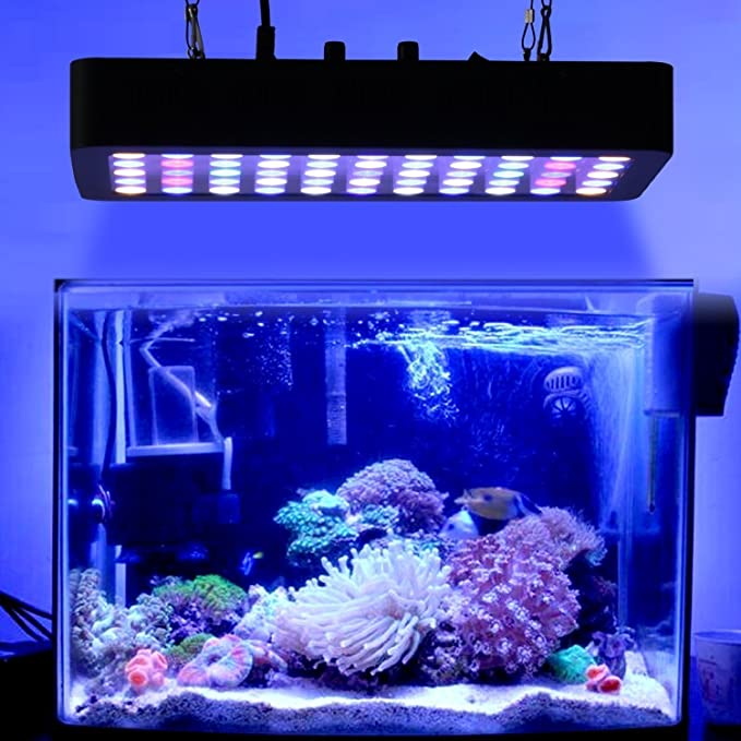 Illuminating Your Aquatic World: Guide to Fish Tank Lighting ...