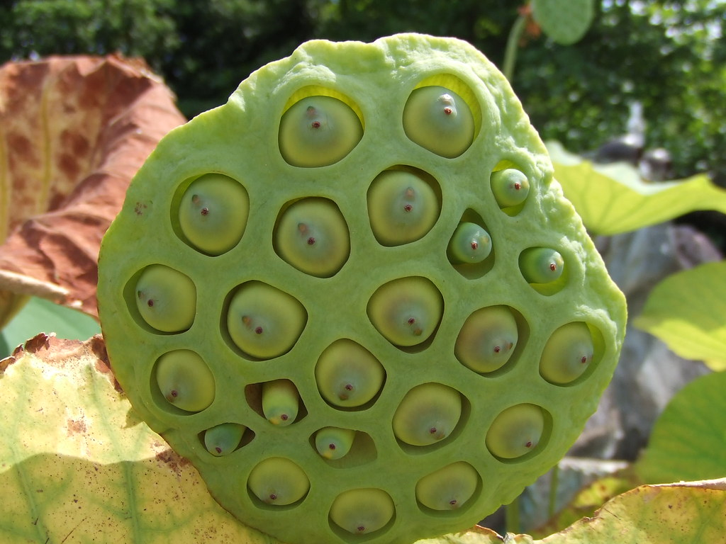 Lotus Root: Health Benefits and Uses - Liverpoolbuzz